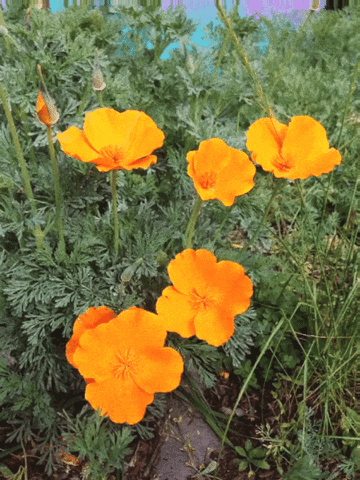 State Flower GIFs - Get the best GIF on GIPHY