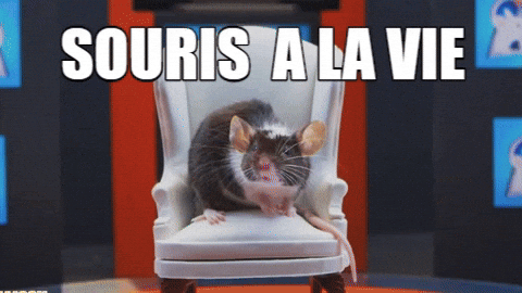 Tapette-a-souris GIFs - Get the best GIF on GIPHY