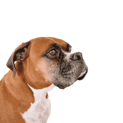 Boxer Dog What Sticker for iOS & Android | GIPHY