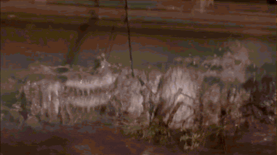 Alligator Man GIFs - Get the best GIF on GIPHY