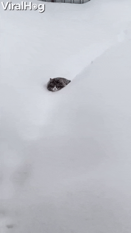 Kitty Struggles To Walk Through Thick Snow GIFs - Get the best GIF on GIPHY