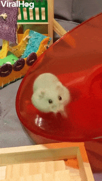 Hamster Wheel Fail Gif