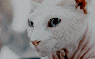 Meowing Cat GIFs - Find & Share on GIPHY