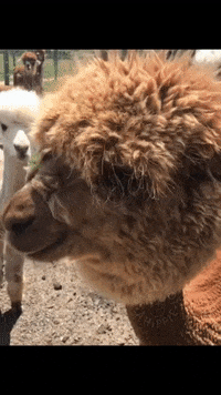 Gif Coganta Alpaca