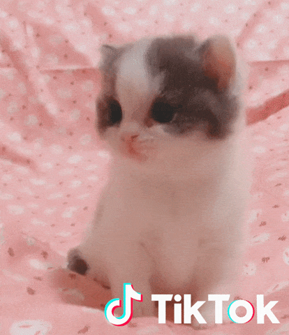 Trop Mignon GIFs - Get the best GIF on GIPHY