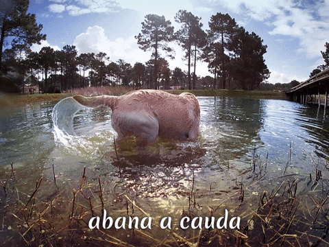 Obediencia GIFs - Get the best GIF on GIPHY