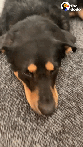 Dog Office GIF by The Dodo - Find & Share on GIPHY