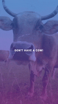 Cow Gif