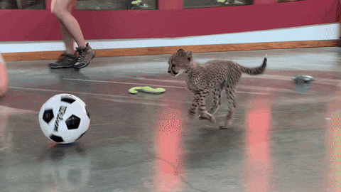 Cheetahcub GIFs - Get the best GIF on GIPHY