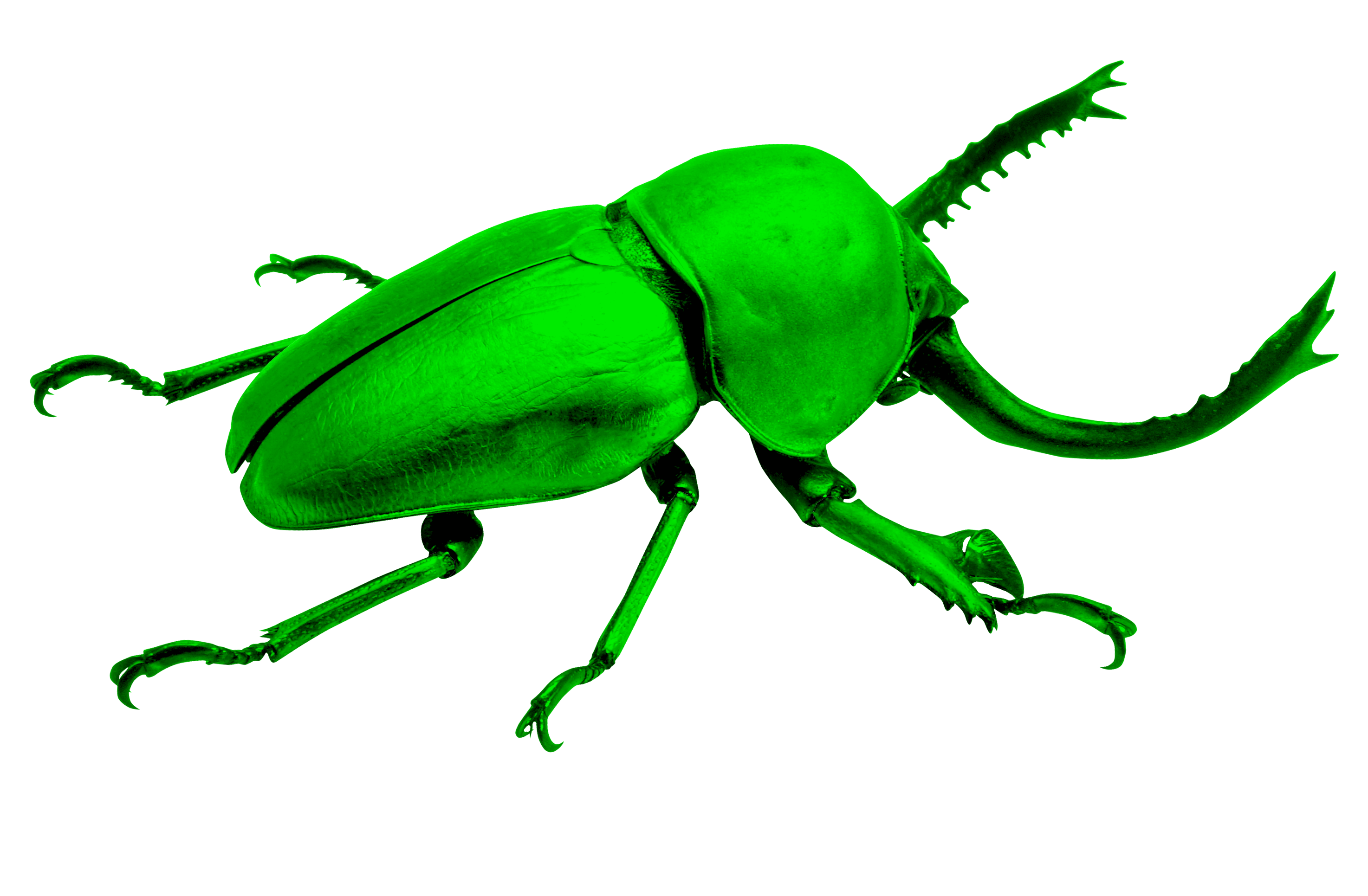 Insect Beetle Sticker by Kampnagel - Internationales Zentrum für ...