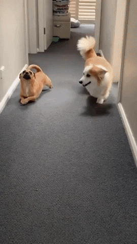 Dogs Walking GIF by JustViral - Find & Share on GIPHY