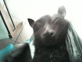 Batting Eyelids GIFs - Find & Share on GIPHY