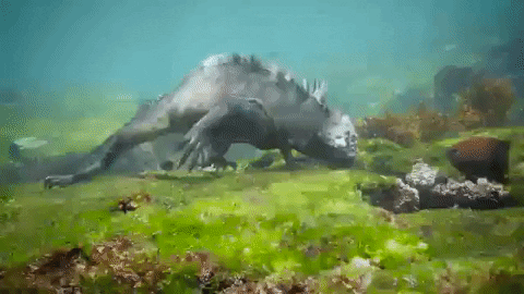 Marine-iguana GIFs - Get the best GIF on GIPHY