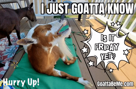 The Weekend Cute Animals GIF by Goatta Be Me Goats! Adventures of ...