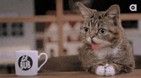 Lil Bub Gifs