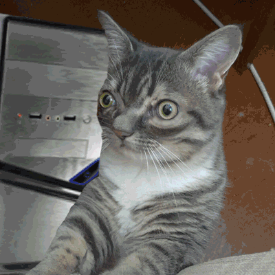 Cat Kitty GIF by Hacker Noon - Find & Share on GIPHY
