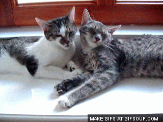 Animals Snuggling Gif