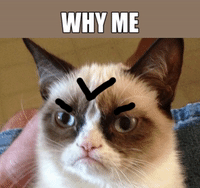 Angry Cat Meme GIFs - Find & Share on GIPHY