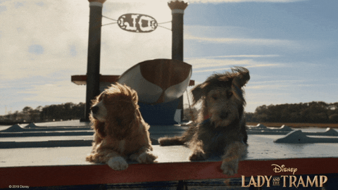Feels Lady And The Tramp GIF by Walt Disney Studios - Find & Share on GIPHY