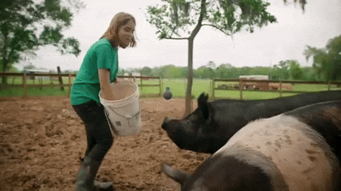 Feed The Pigs GIFs - Get the best GIF on GIPHY
