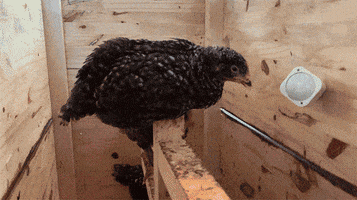 Wirecutter GIFs on GIPHY - Be Animated