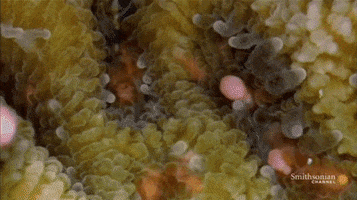 Trypophobia GIFs - Find & Share on GIPHY