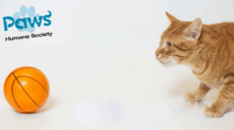 Paws Humane Society GIFs on GIPHY - Be Animated