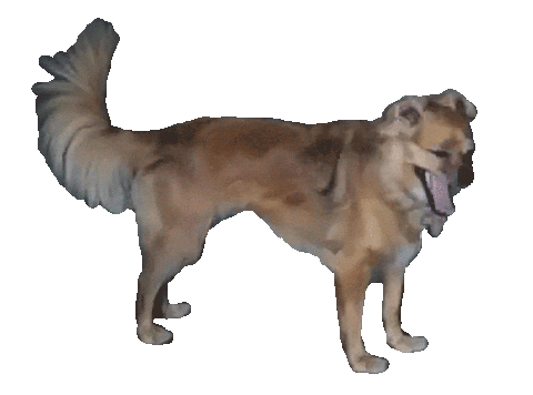 Funny Running Dog Gif