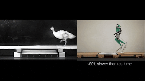 Agility Robotics GIFs - Find & Share on GIPHY