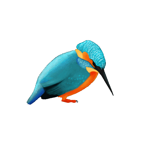 Transparent Bird Gif
