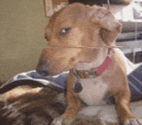 Este Chico Gif Eyes Chico GIFs Find & Share On GIPHY