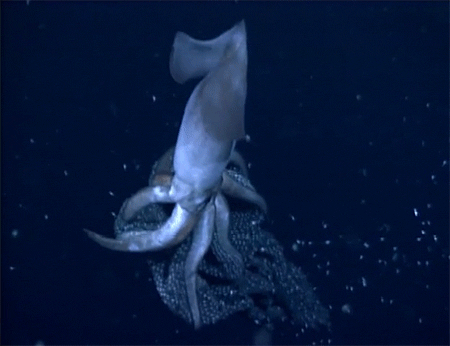 Bebby Squids GIF by Digg - Find & Share on GIPHY