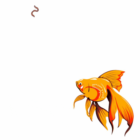 Fish Food Eating GIF by AquariumMe - Find & Share on GIPHY