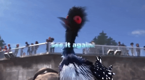 Crazy Loon GIF by whimsyandwhile - Find & Share on GIPHY