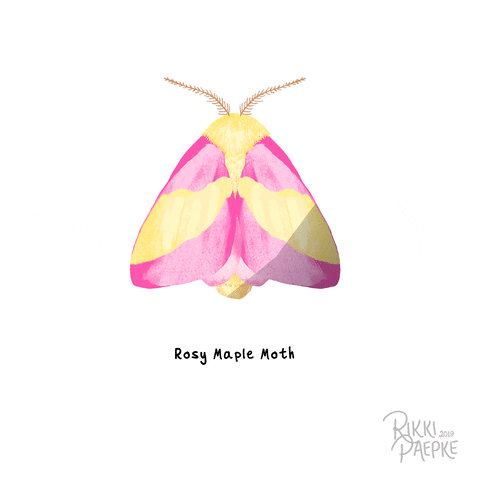 Moth GIFs - Get the best GIF on GIPHY