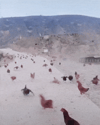 Running Chicken Gif