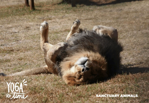 Four Paws GIFs - Get the best GIF on GIPHY
