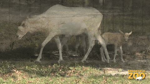 Oh Boy Running GIF by Brookfield Zoo - Find & Share on GIPHY
