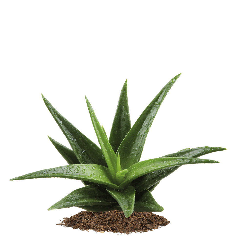 Aloe Vera Sunscreen Sticker by Aloe Up Sun & Skin Care for iOS ...