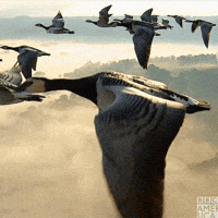 Migration to Alternative Platform · Leadeth