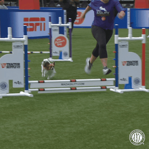 Espn Dogs GIF by American Kennel Club - Find & Share on GIPHY