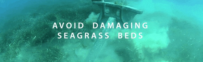 Rooster Sailing GIFs - Get the best GIF on GIPHY