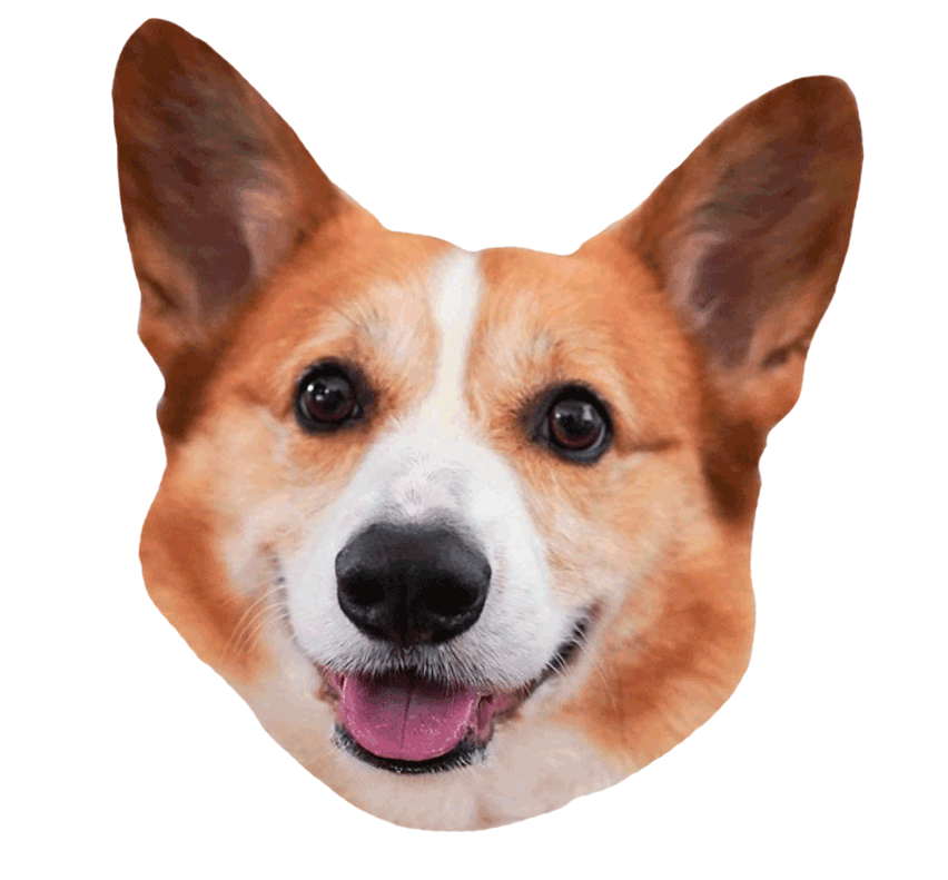 Dog Corgi Sticker by Diggs Pet for iOS & Android | GIPHY