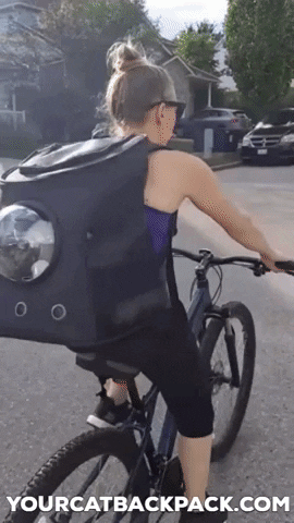 Travel Cat GIF by Your Cat Backpack - Find & Share on GIPHY