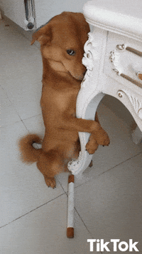 Gif De Perro Fracasado Enfadado Furia GIF En GIFER De Ishnlak