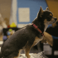 Dog Nodding Head Gif