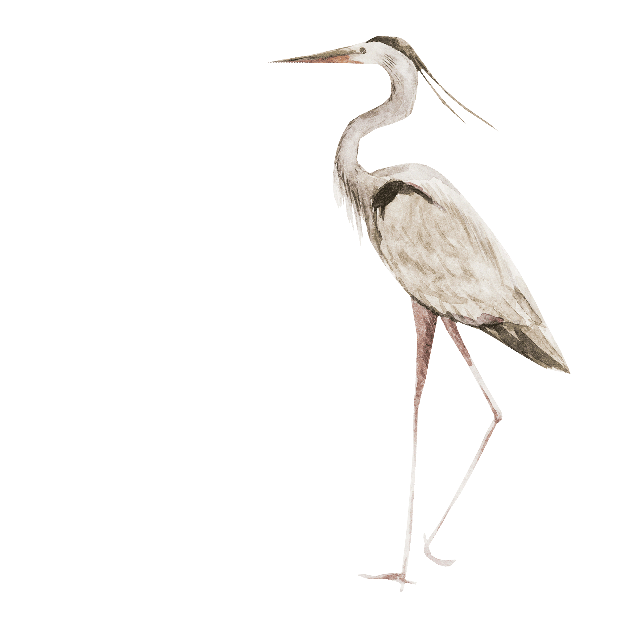 Madame Heron Sticker by aguabenditaSW for iOS & Android | GIPHY