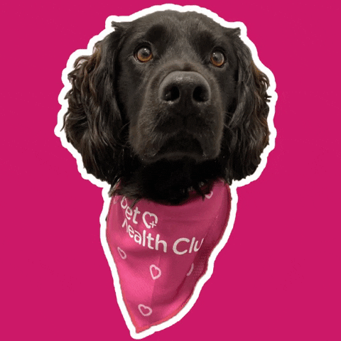 Springer Spaniel GIFs - Get the best GIF on GIPHY