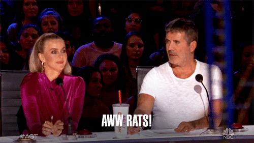 Aww-rats GIFs - Get the best GIF on GIPHY