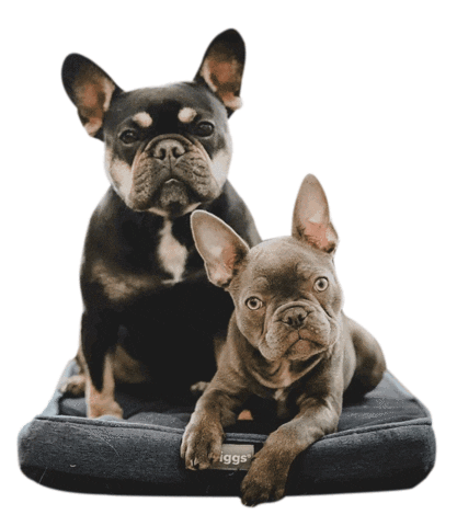 Best Dog Gifs by Diggs Pet | GIPHY